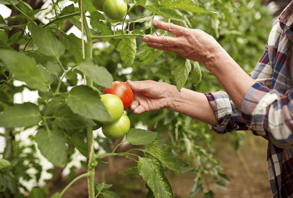 FUNGICIDAS, ¿Qué son los fungicidas, para qué son y cuándo usarlos?